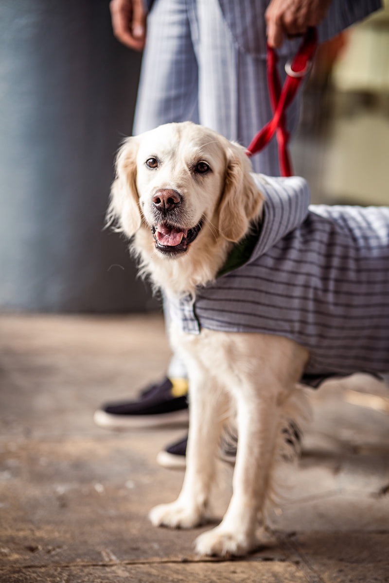 Bespoke Outwear Suit for Dogs – MIchael Frackowiak Bespoke